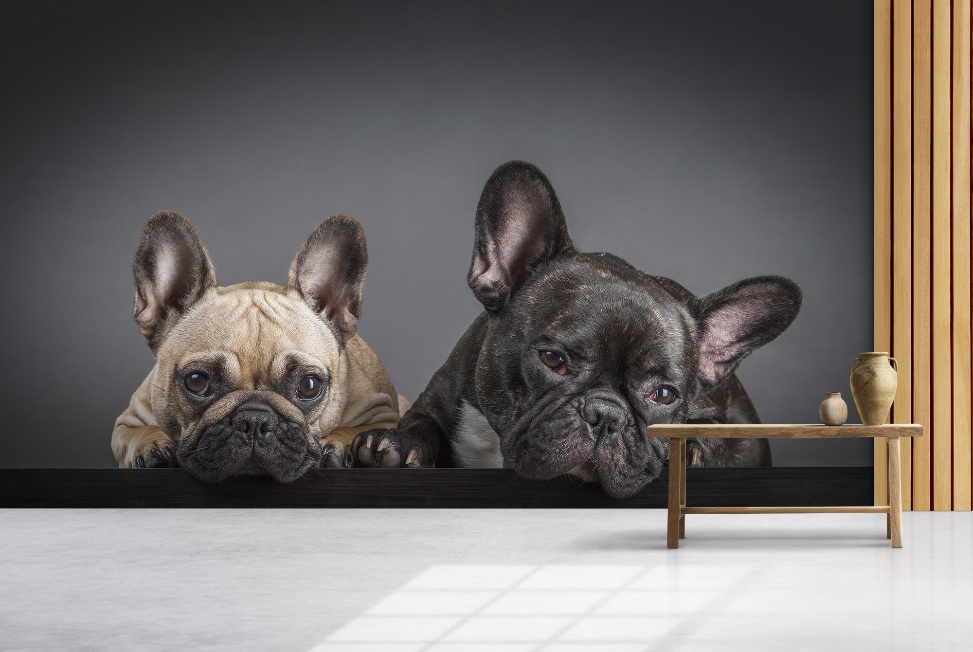 Napping French Bulldog Wallpaper Wall Mural