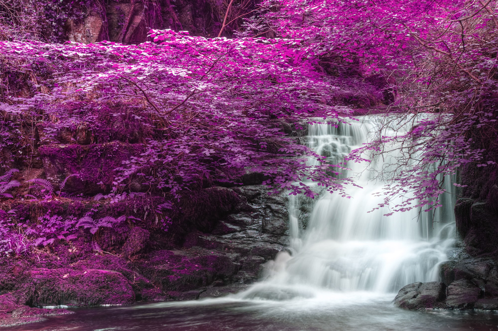Beautiful Waterfall With Purple Flowers