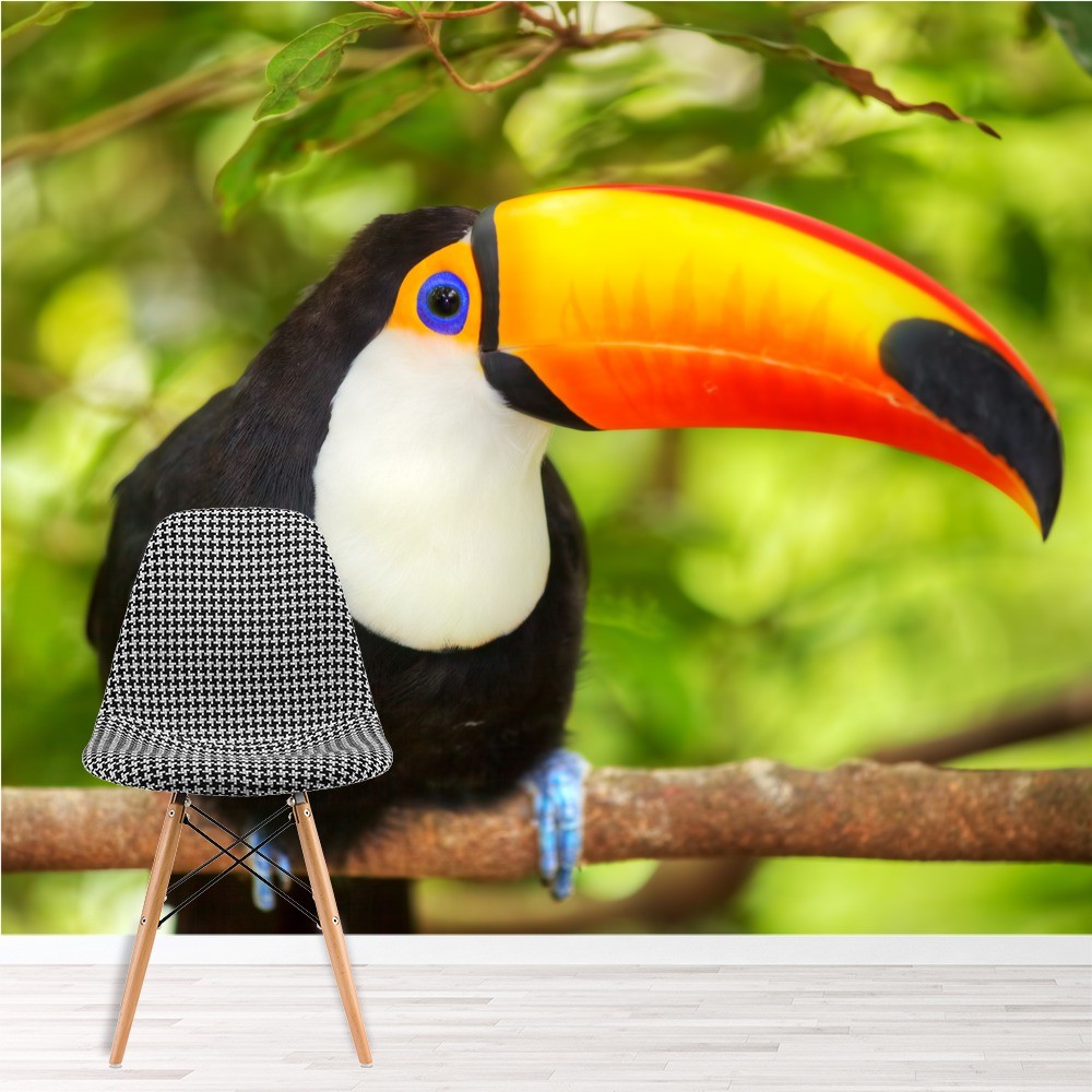 toucan wallpaper