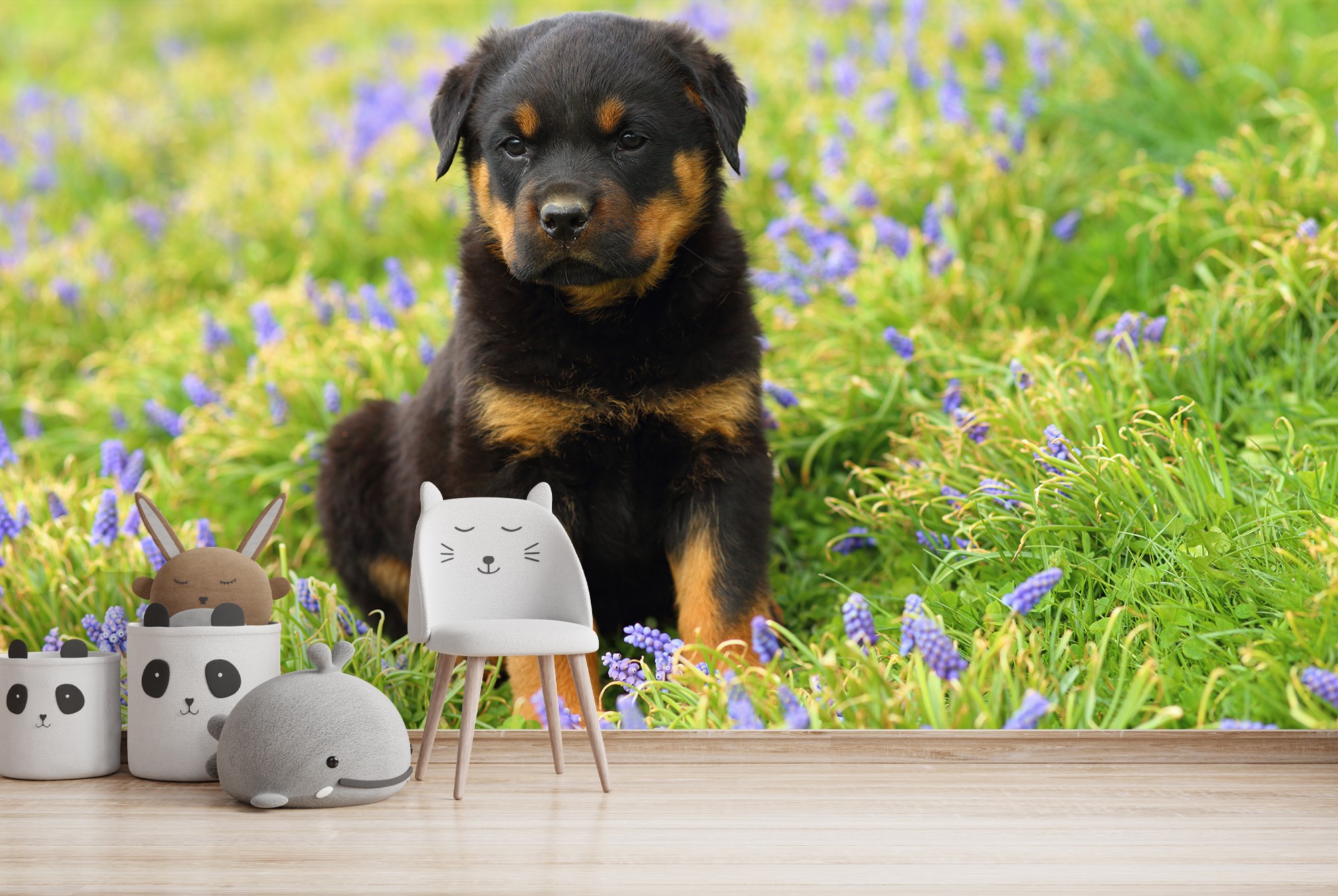 wallpaper rottweiler